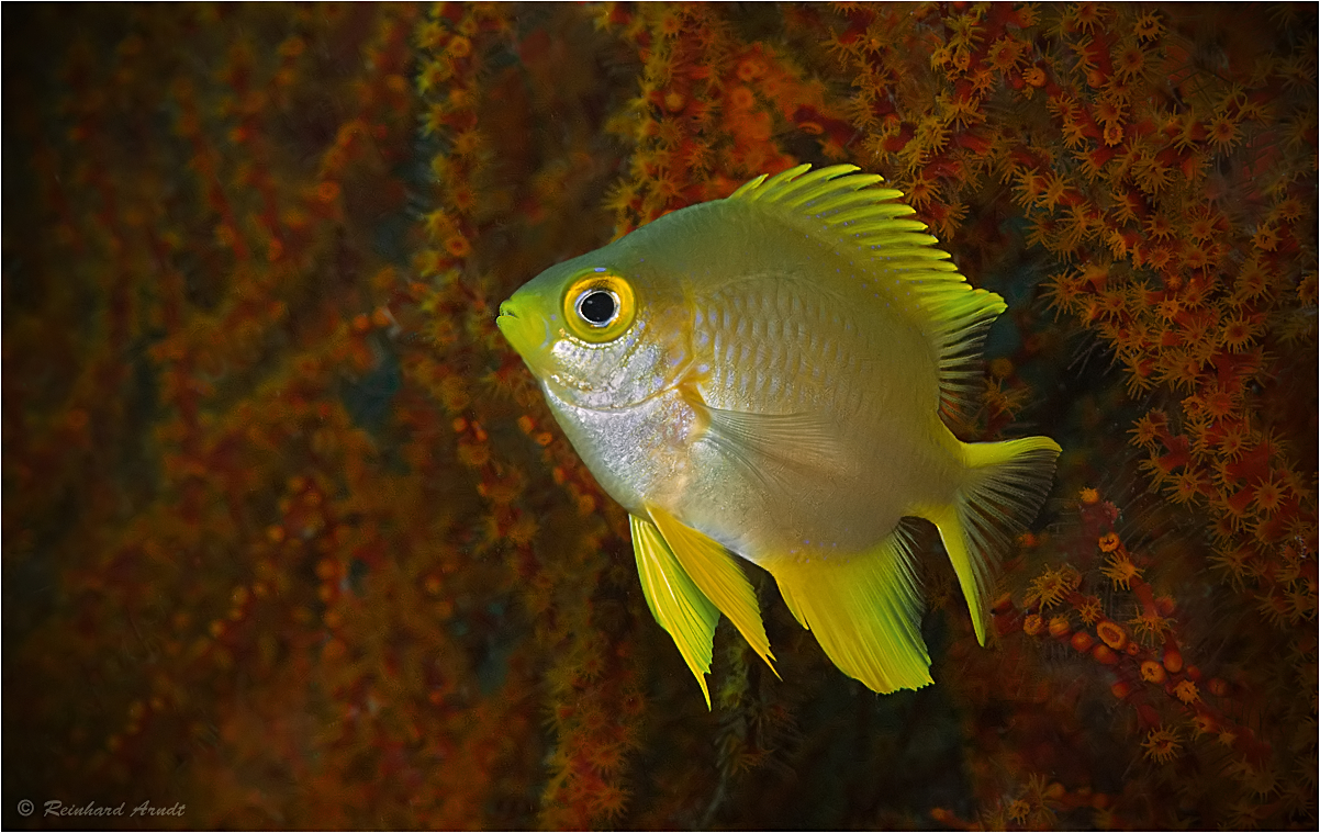 Yellow chromis Foto & Bild | asien, meer, natur Bilder auf fotocommunity