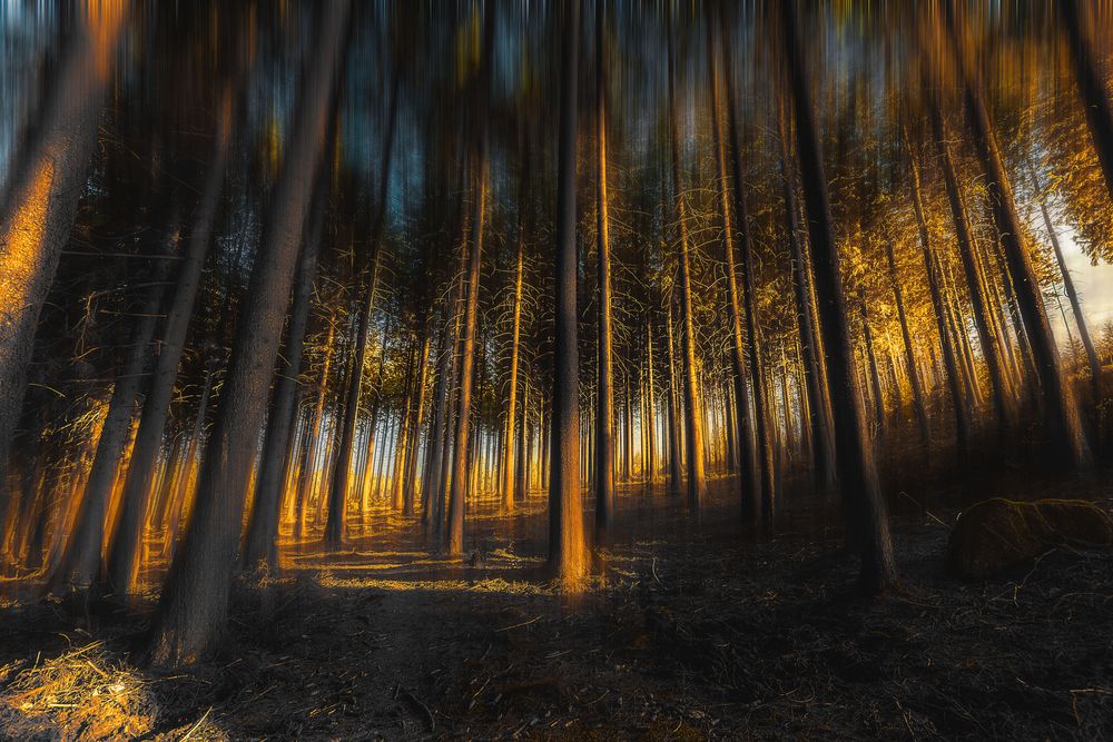 Yellow Forest Foto & Bild | jahreszeiten, winter, natur-kreativ Bilder ...