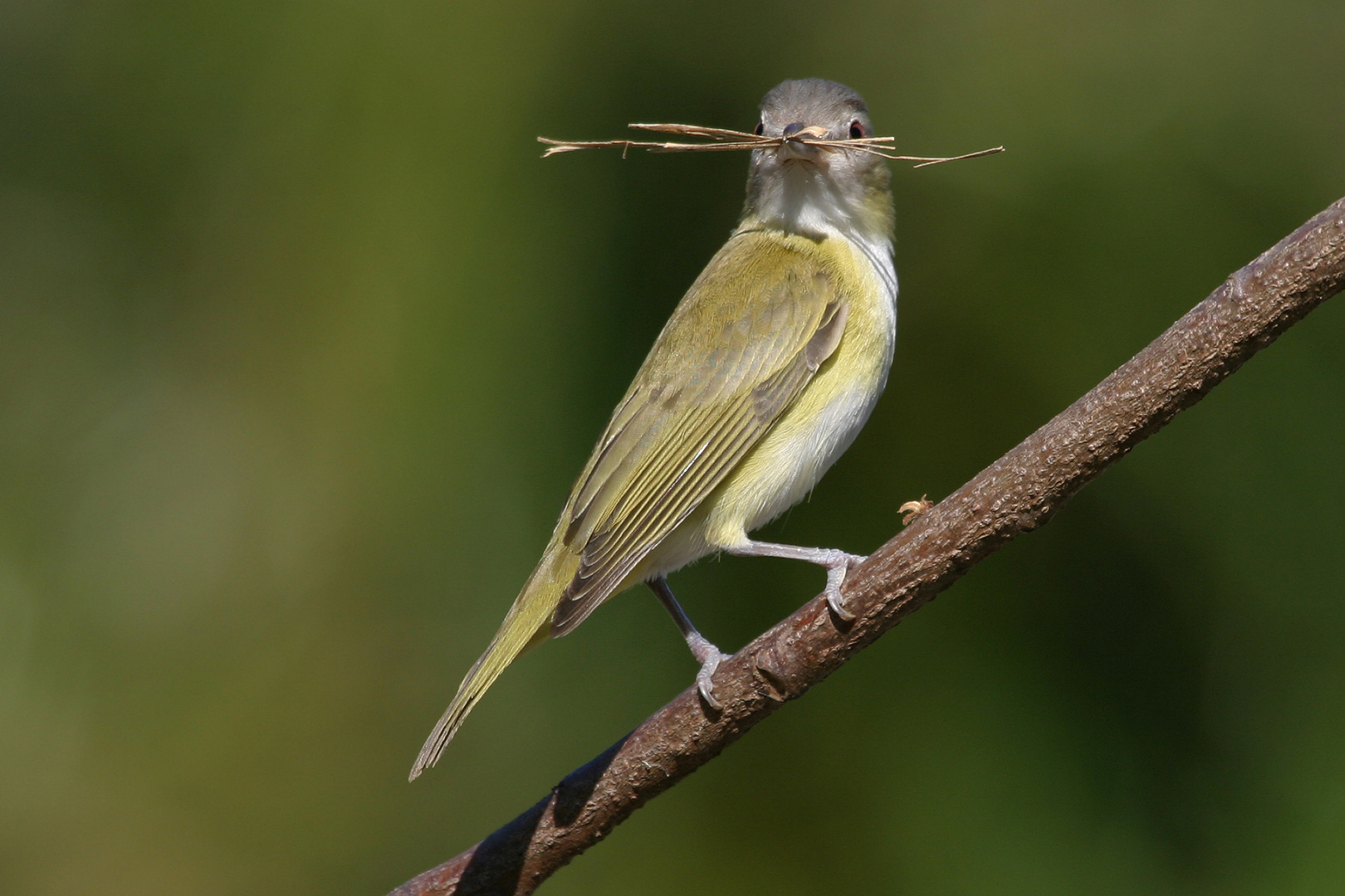 Yellow-green vireo (Vireo flavoviridis) Foto & Bild | tiere, wildlife ...