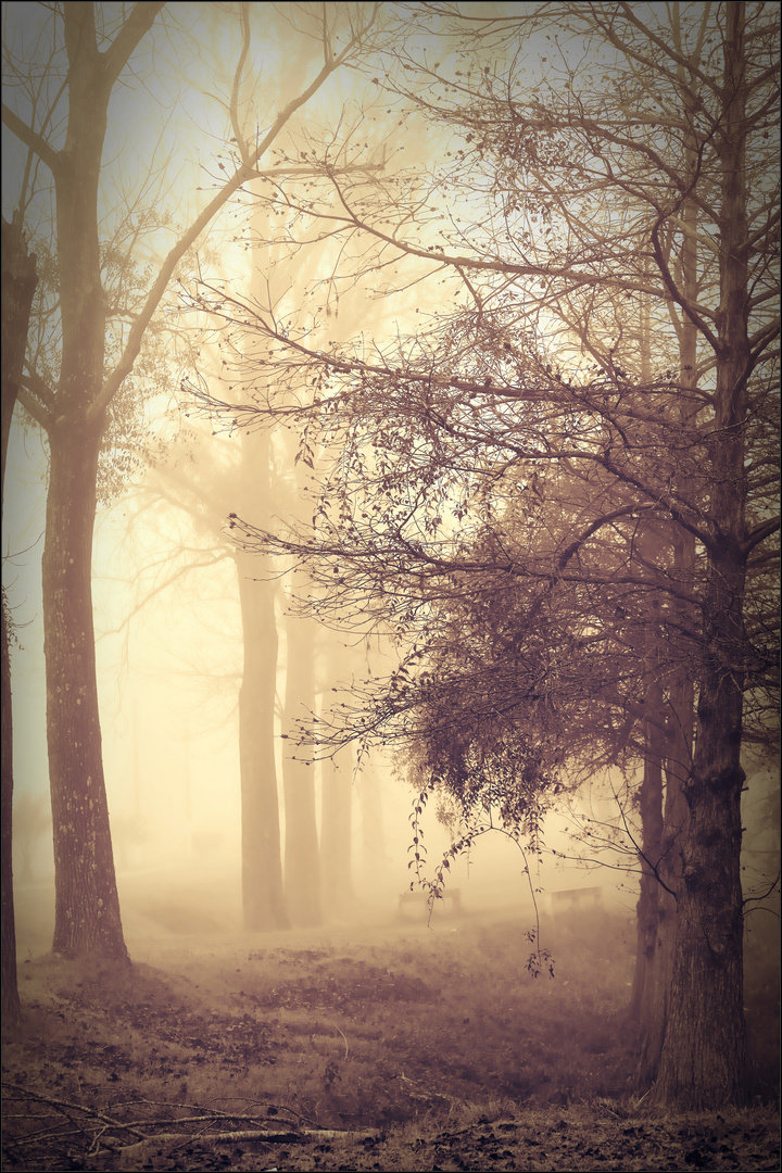 Yellow mist Imagen & Foto | estaciones del año, invierno, landscape ...