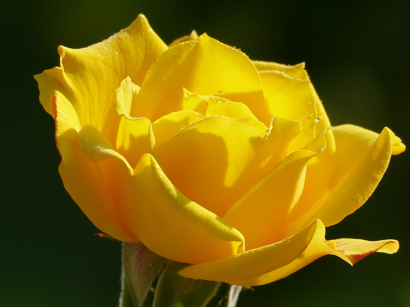 - Yellow Monday Rose - Foto & Bild | pflanzen, pilze & flechten, blüten ...
