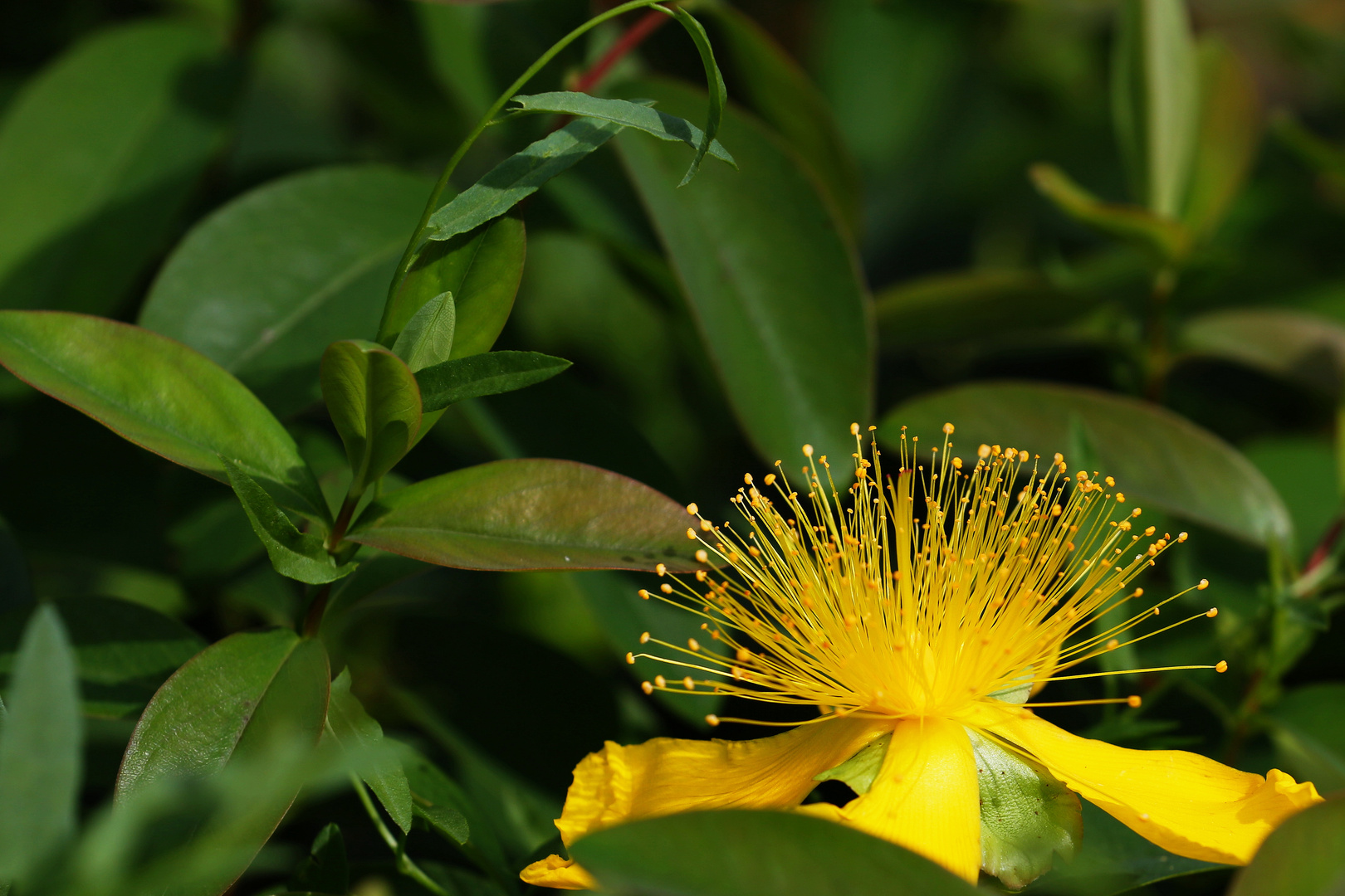 Yellow Myrtle Bloom - Ambient Light Foto & Bild | canon, flower, nature ...
