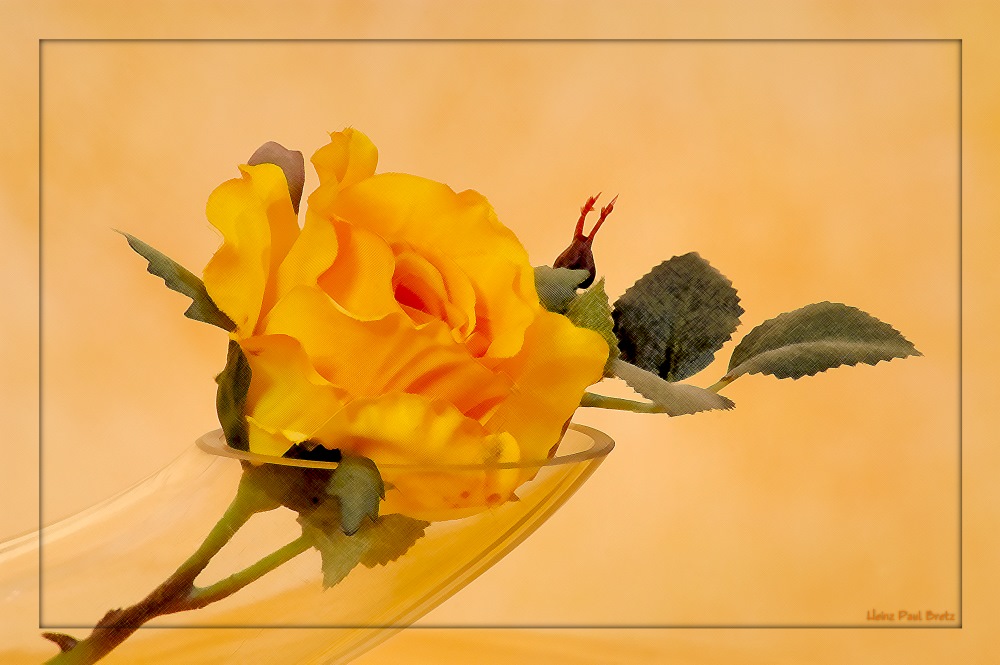 Yellow Rose Foto & Bild | stillleben, tabletop, digiart Bilder auf ...