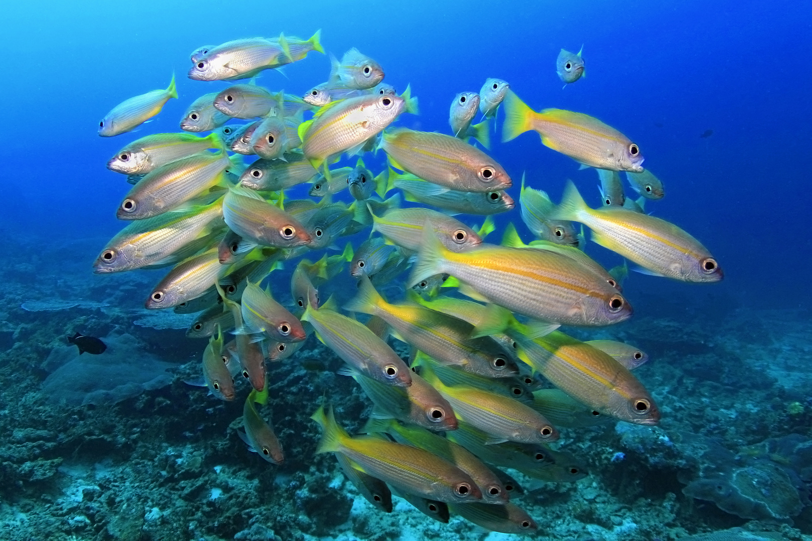 Yellow Snapper Foto & Bild | tiere, wildlife, fische Bilder auf ...