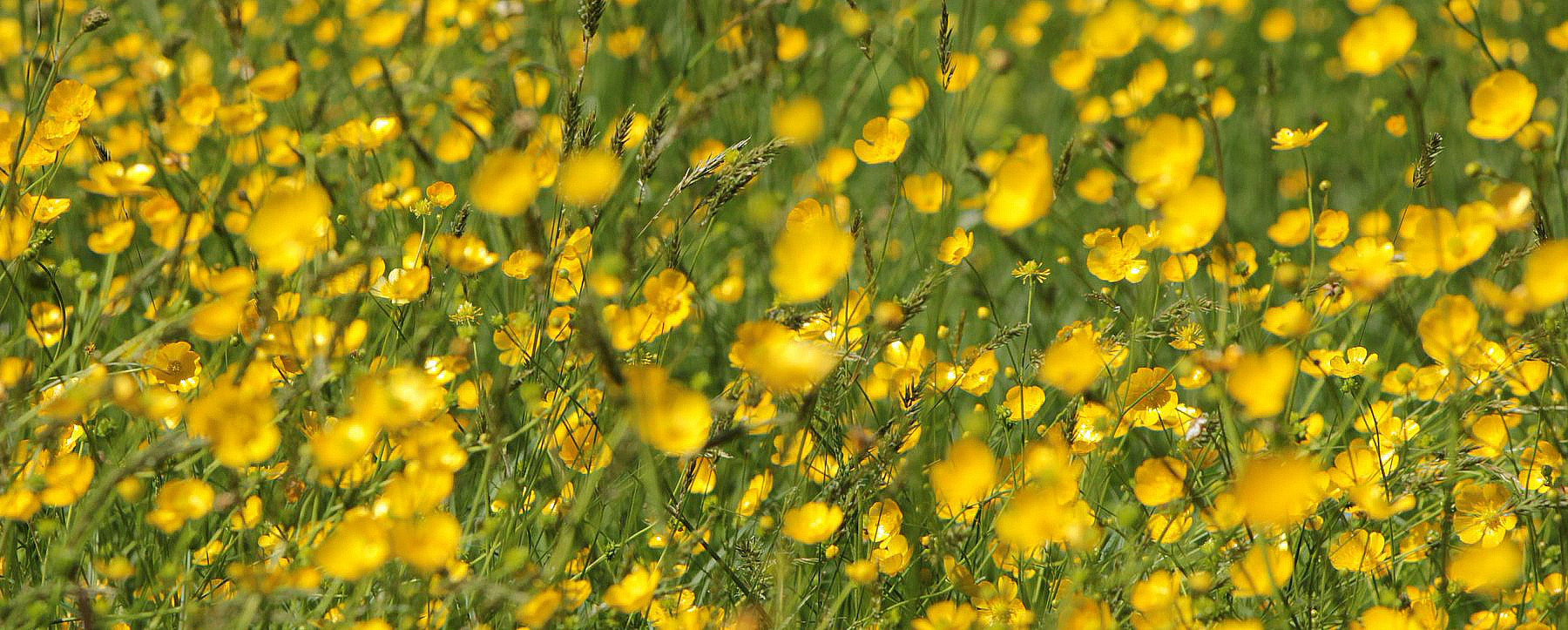 Yellow Summer ...-:))! photo et image | nature, fleurs, special Images ...