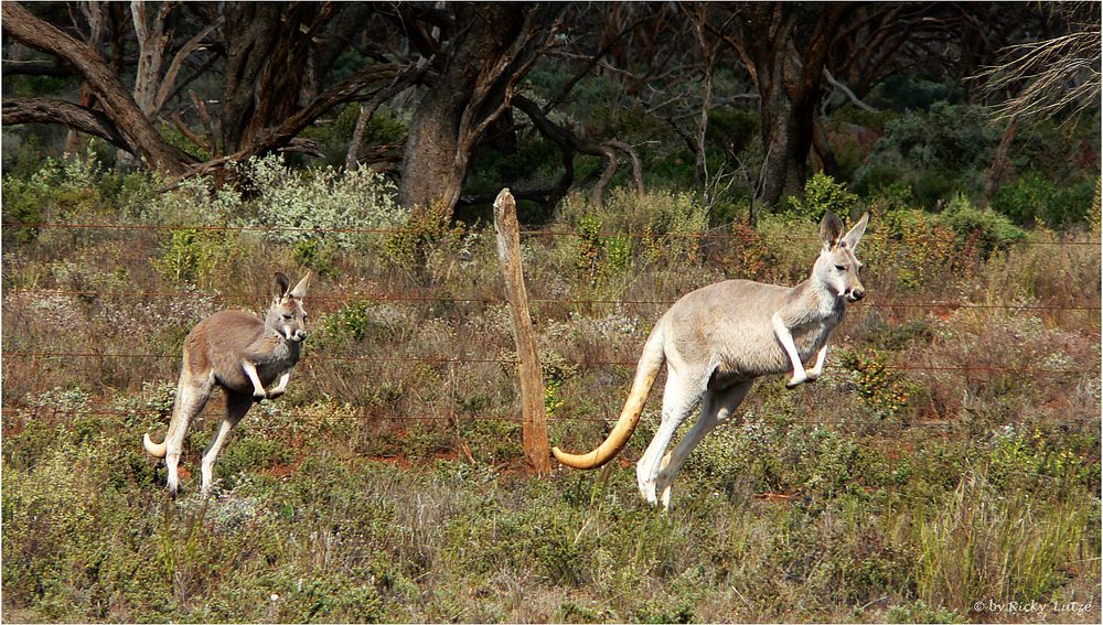 Yellow Tails Kangaroos / Yellow Tail Wine *** Foto & Bild | australia ...