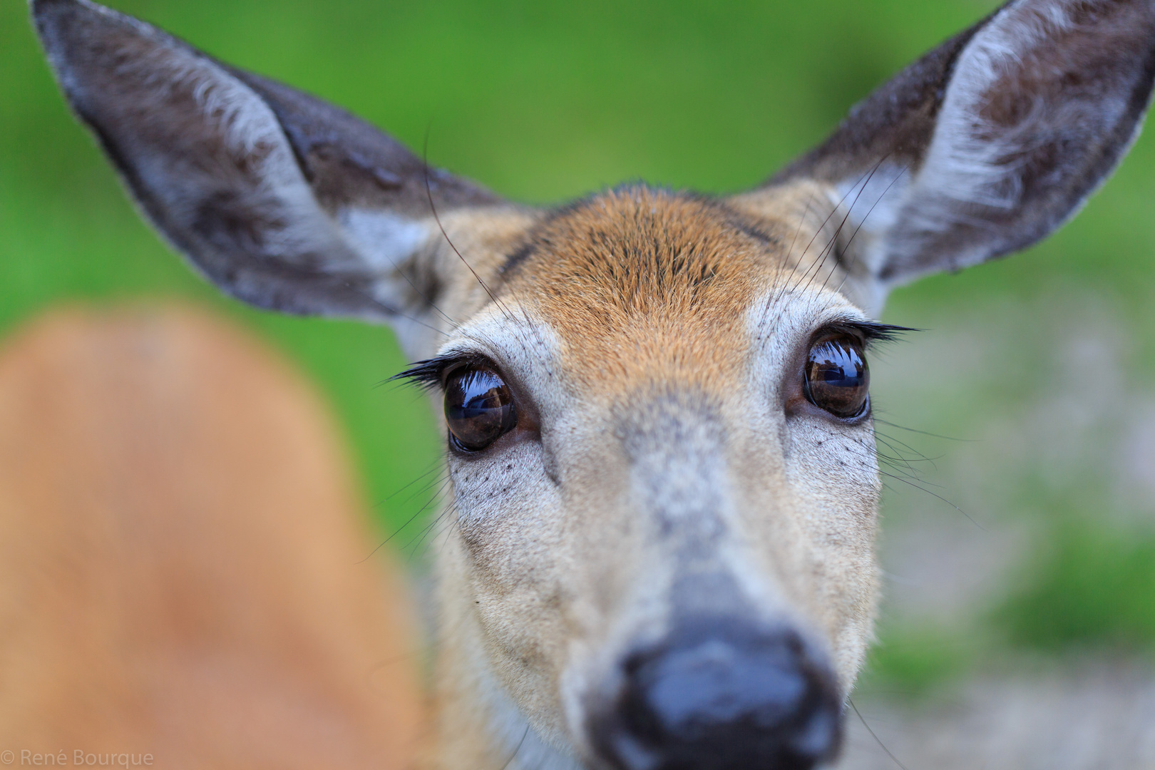 yeux de biches photo et image | animaux, animaux sauvages, cervidés ...