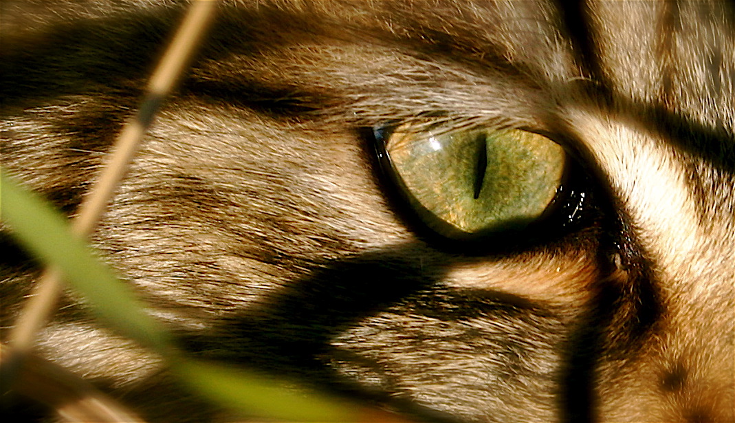 yeux de chat photo et image | animaux, animaux domestiques, nature ...