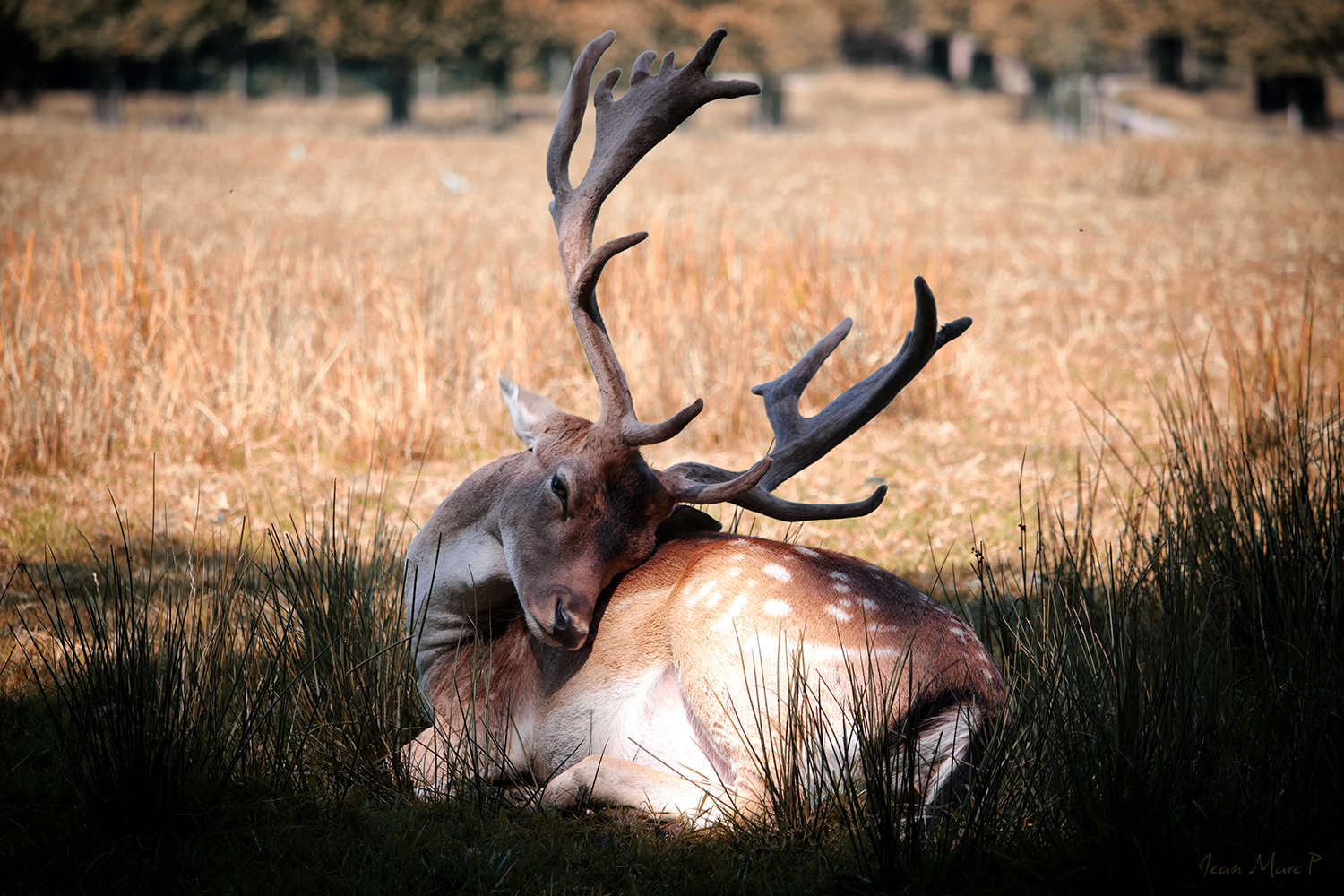 Yeux Doux... photo et image | nature, animaux, animaux sauvages Images ...