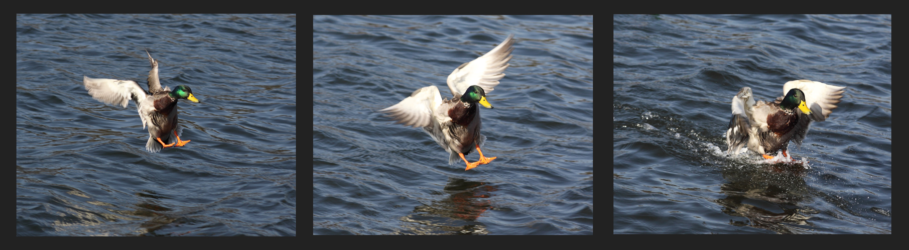 Yippi,endlich Frühling Foto & Bild | tiere, wildlife, wild lebende ...