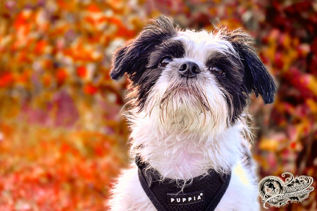 Yorkshire / Jack Russel Terrier Shih Tzu Mix Foto & Bild | tiere ...