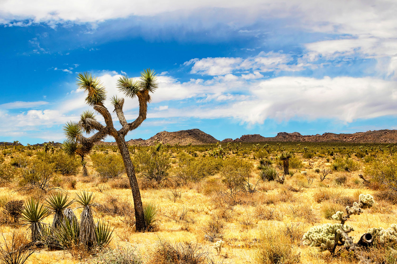 Yoshua Foto & Bild | usa, world, baum Bilder auf fotocommunity