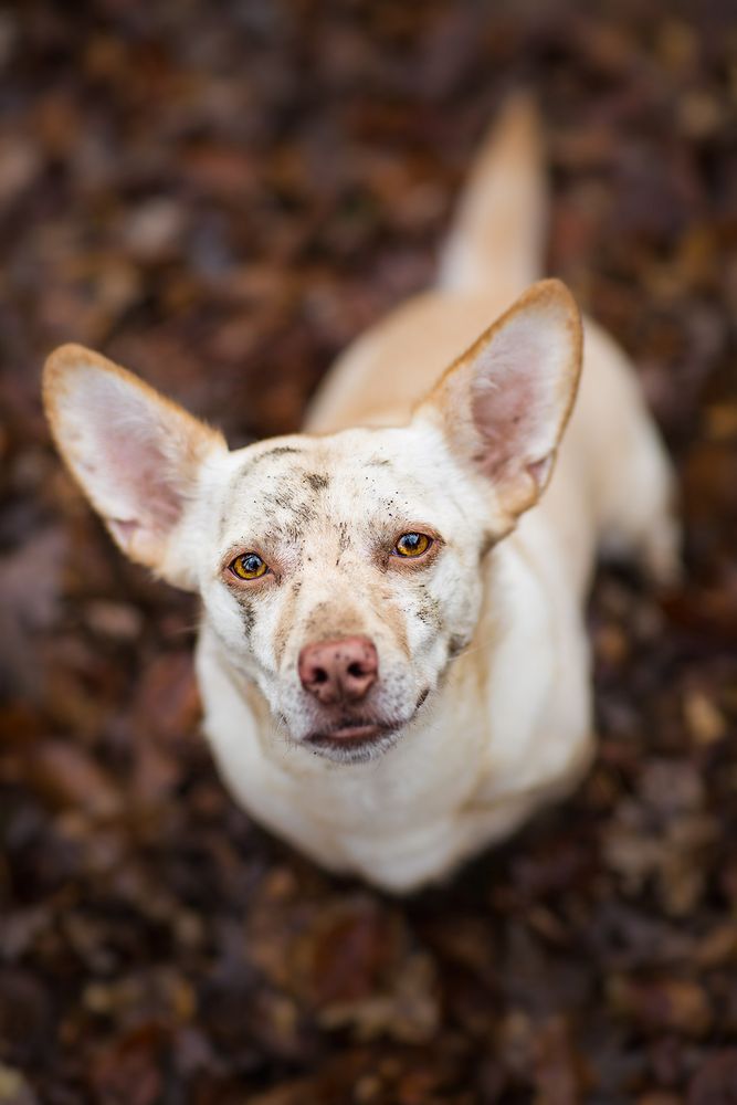 you are ... Foto & Bild | hund, natur, dreck Bilder auf fotocommunity