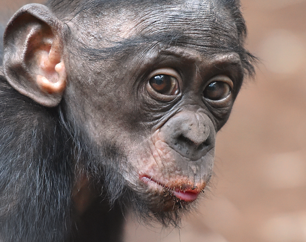 Young Bonobo Foto & Bild | natur, tiere, tierkinder Bilder auf ...