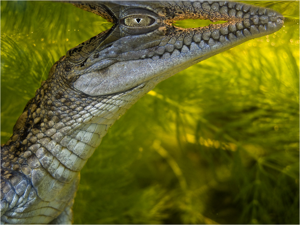 YOUNG CROC (2) Foto & Bild | tiere, tierkinder, tierportraits Bilder ...