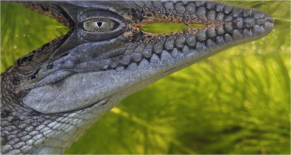 YOUNG CROC (2a) Foto & Bild | tiere, tierkinder, tierportraits Bilder ...