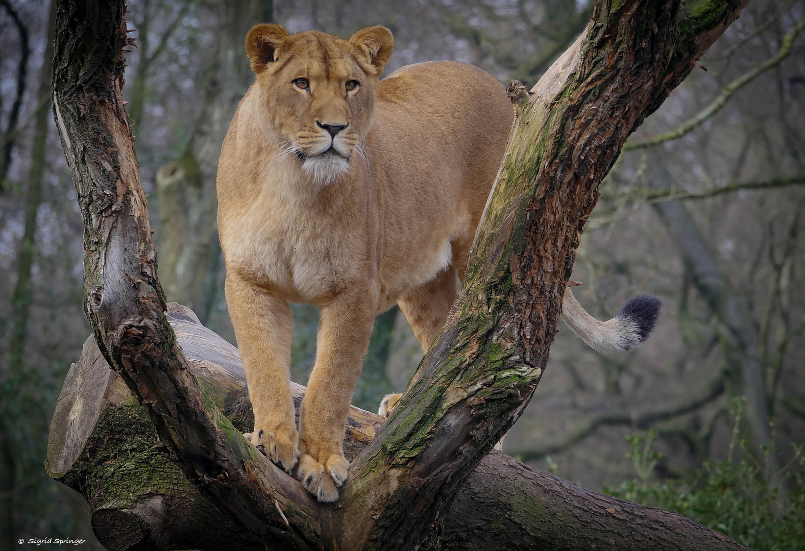 Young Lady Lion Foto & Bild | tiere, zoo, wildpark & falknerei ...