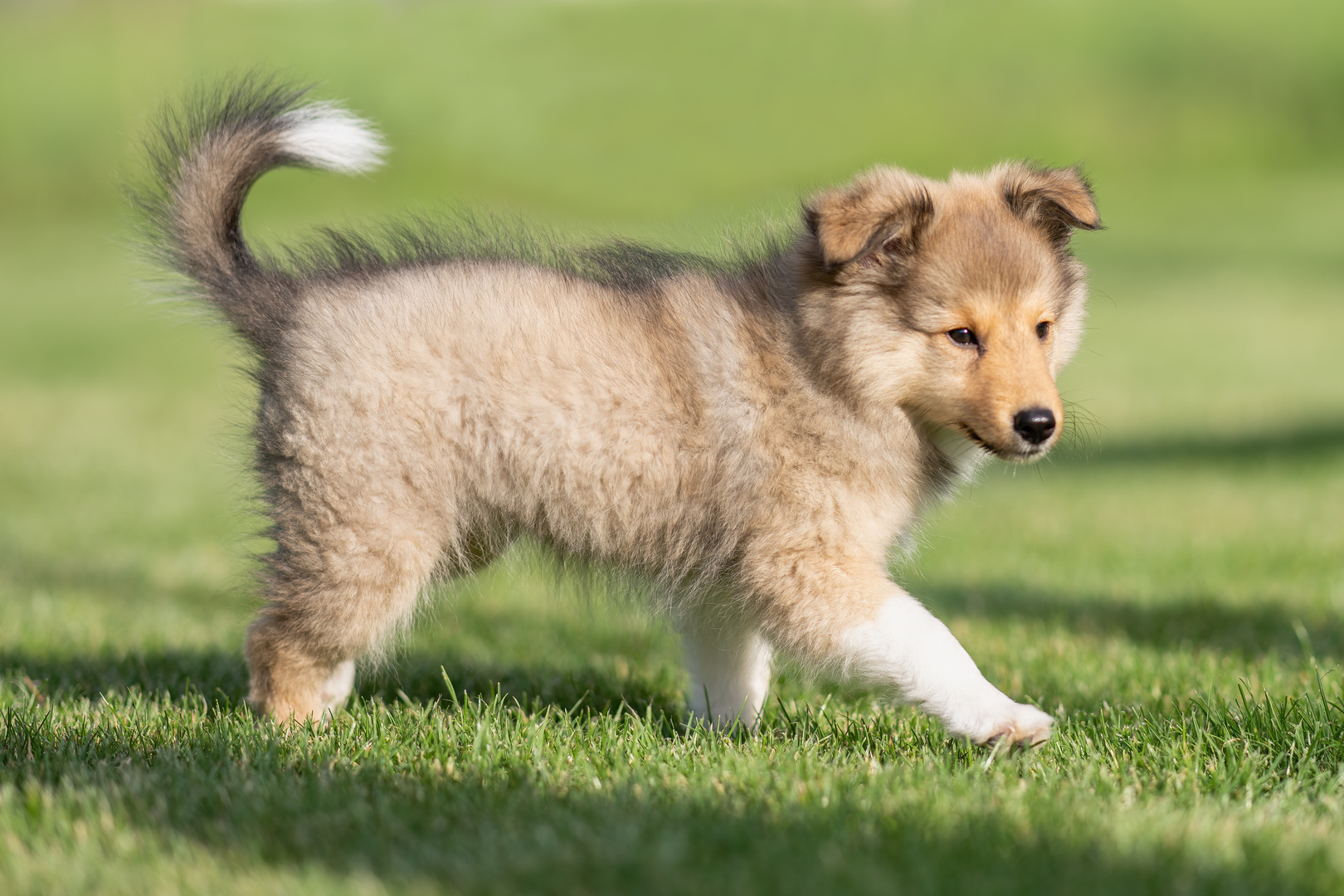 Young Shelti 3 Foto & Bild | tiere, haustiere, hunde Bilder auf ...