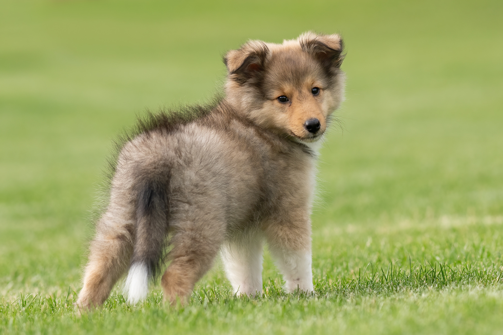 Young Shelti Foto & Bild | fotos, new, nikon Bilder auf fotocommunity