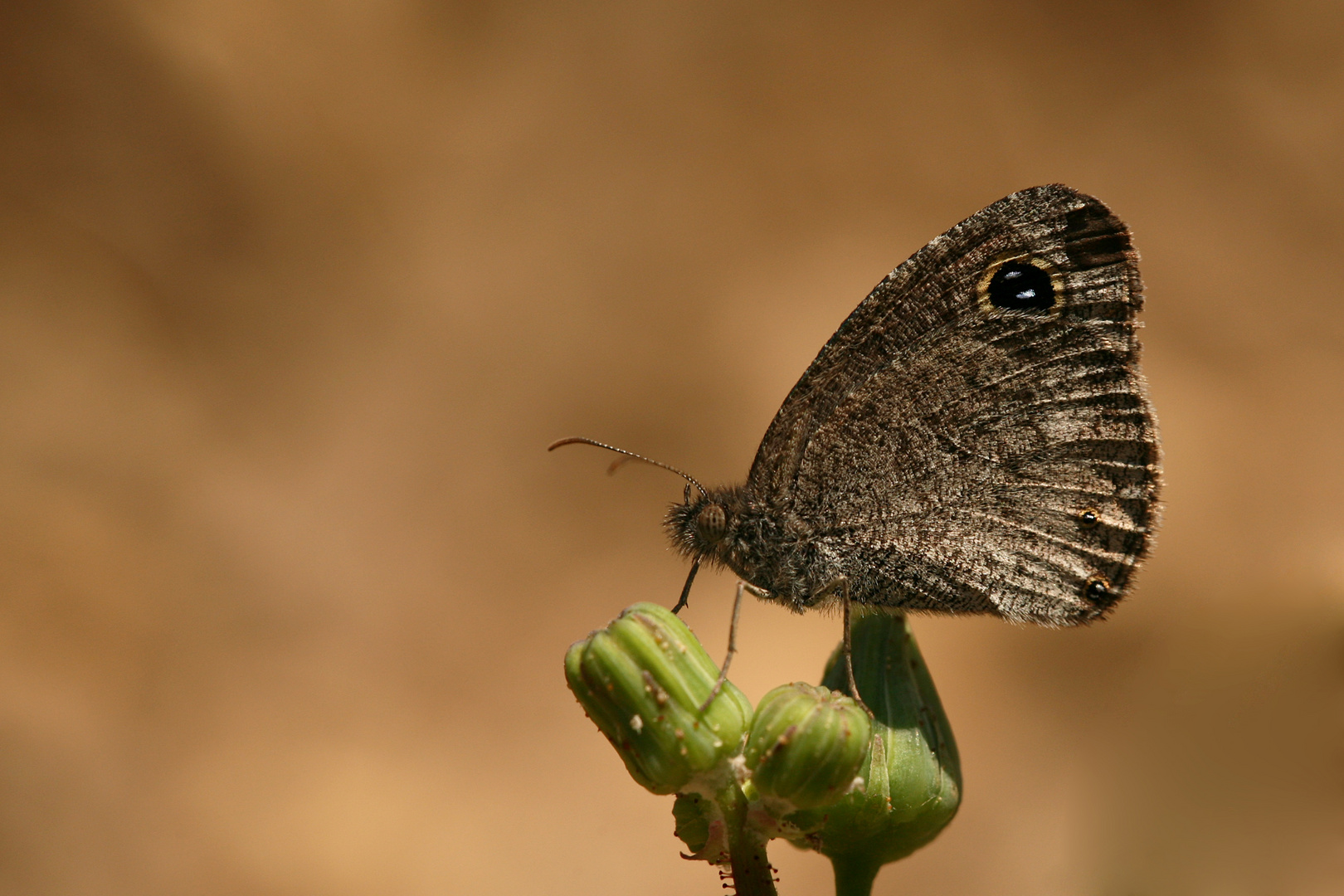 Ypthima asterope , African ringlet Foto & Bild | tiere, wildlife ...