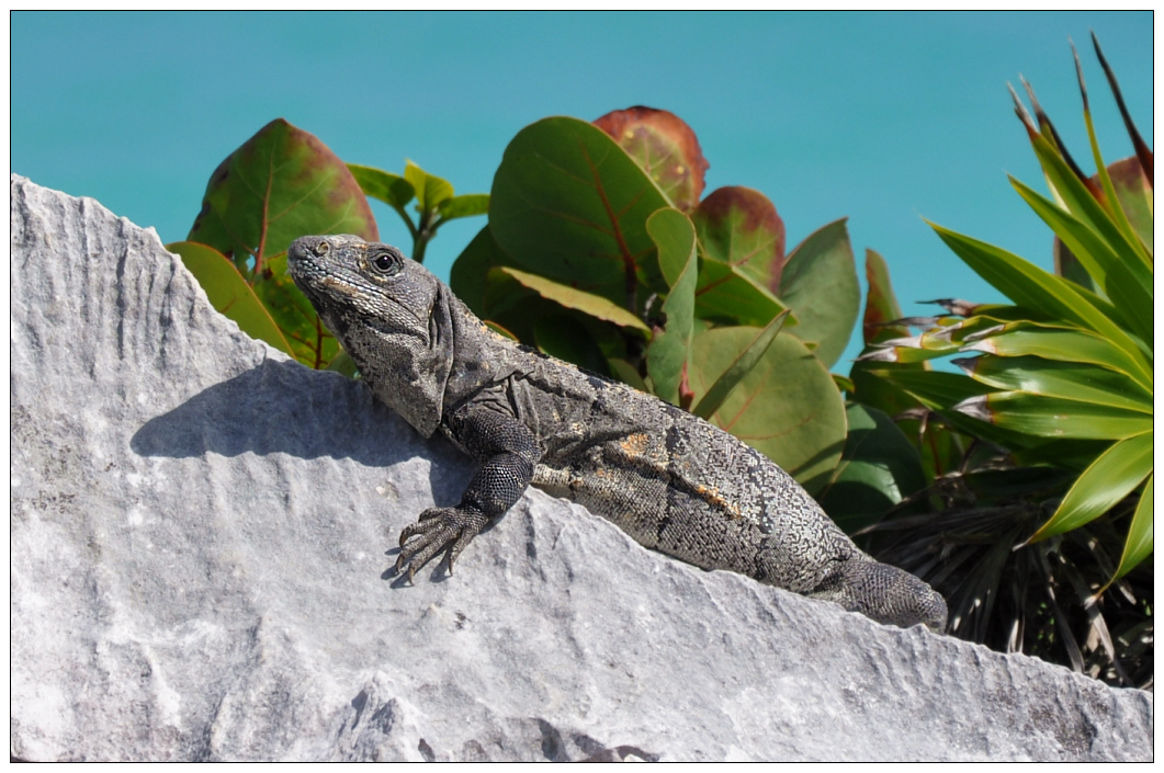 Yucatan - Tulum - Dragon Foto & Bild | tiere, wildlife, amphibien ...
