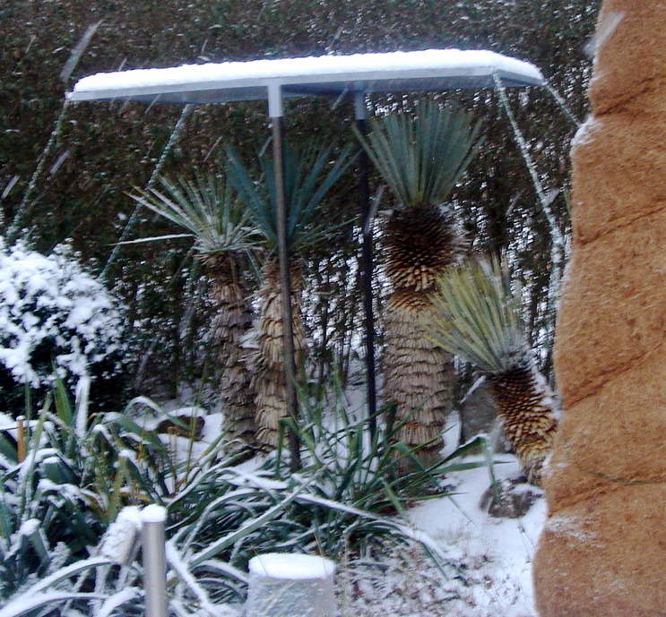 yucca´s Foto & Bild | jahreszeiten, winter, natur Bilder auf fotocommunity