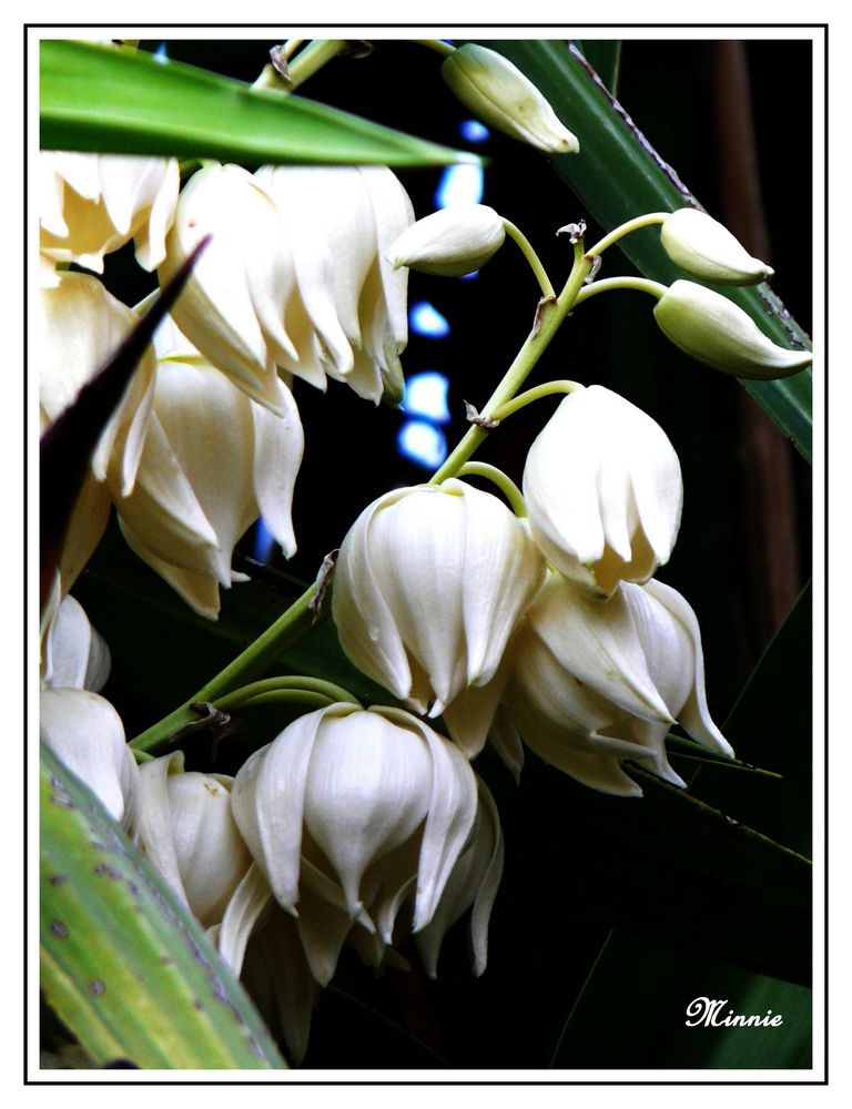" Yuka en fleurs ...2 " photo et image | plantes, champignons & lichens ...