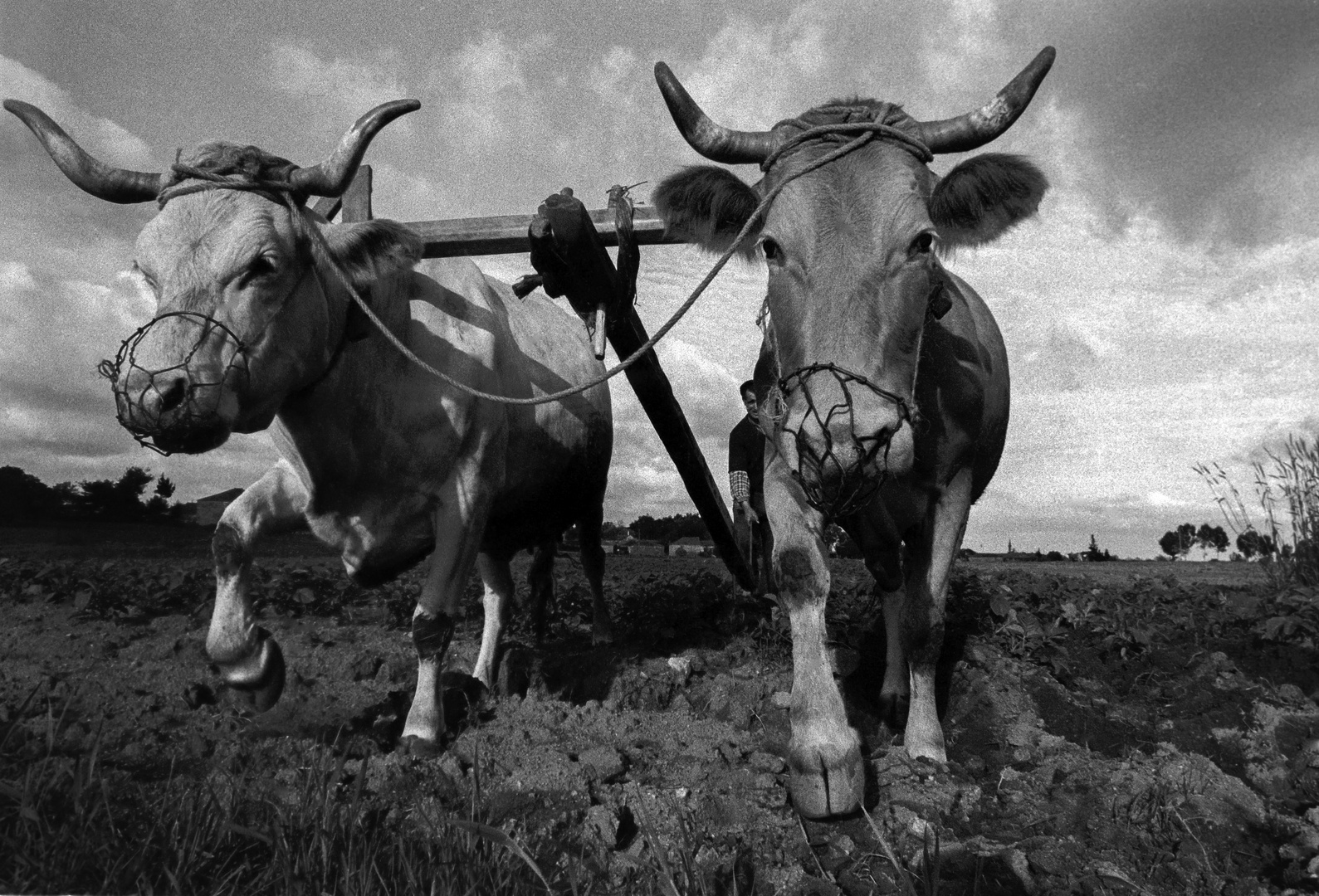 YUNTA DE BUEYES Imagen & Foto | animales, siglo xx, motivos Fotos de ...