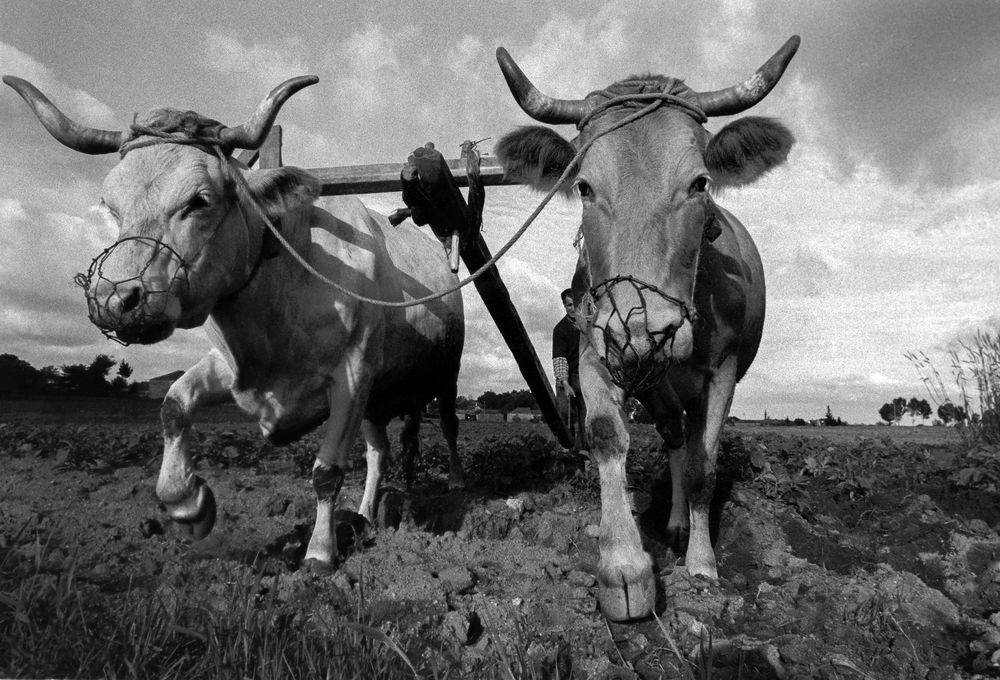 YUNTA DE BUEYES Imagen & Foto | animales, siglo xx, motivos Fotos de ...