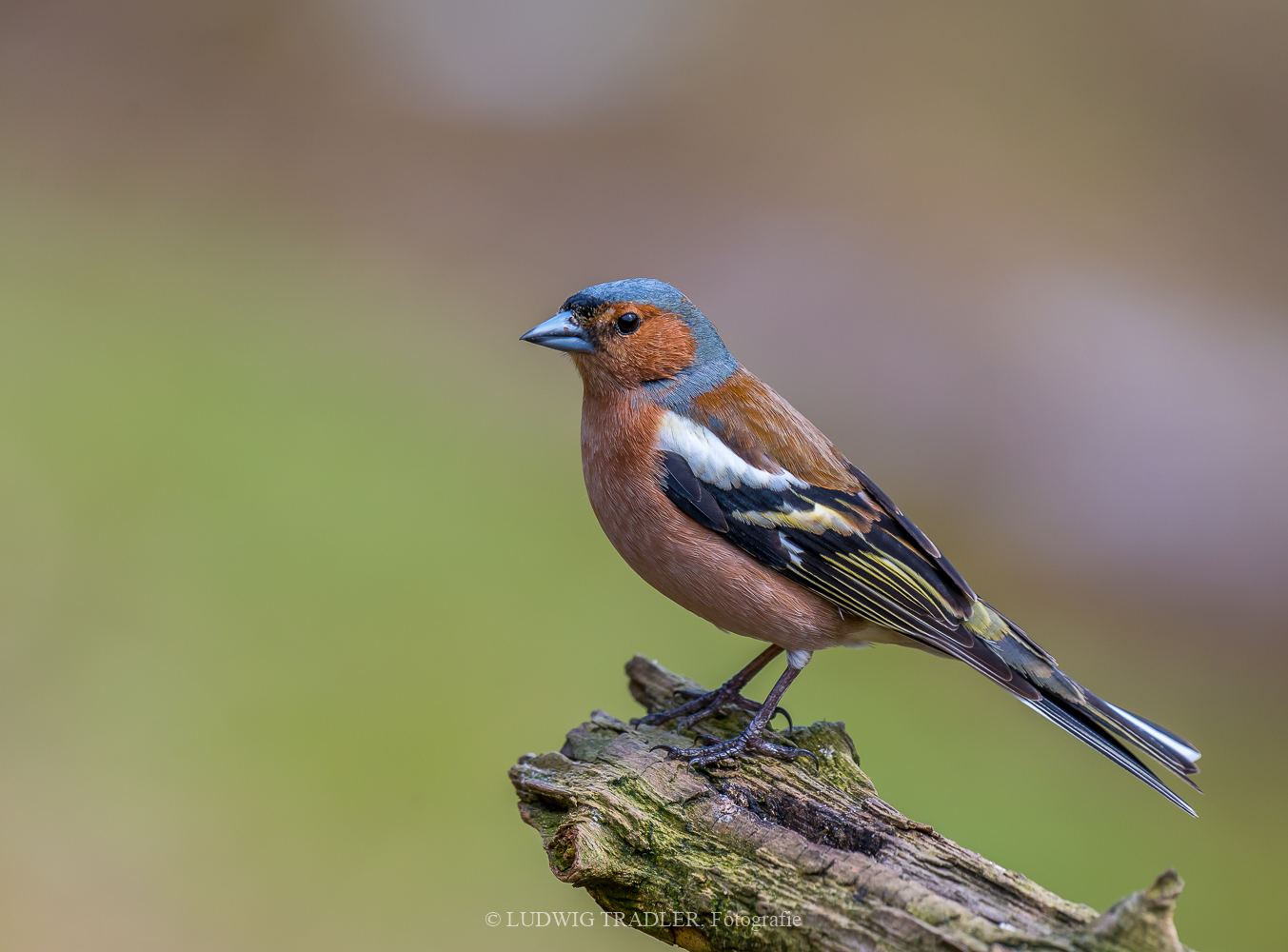 Z6I_2982 Buchfink Männchen Foto & Bild | tiere, wildlife, frühling ...