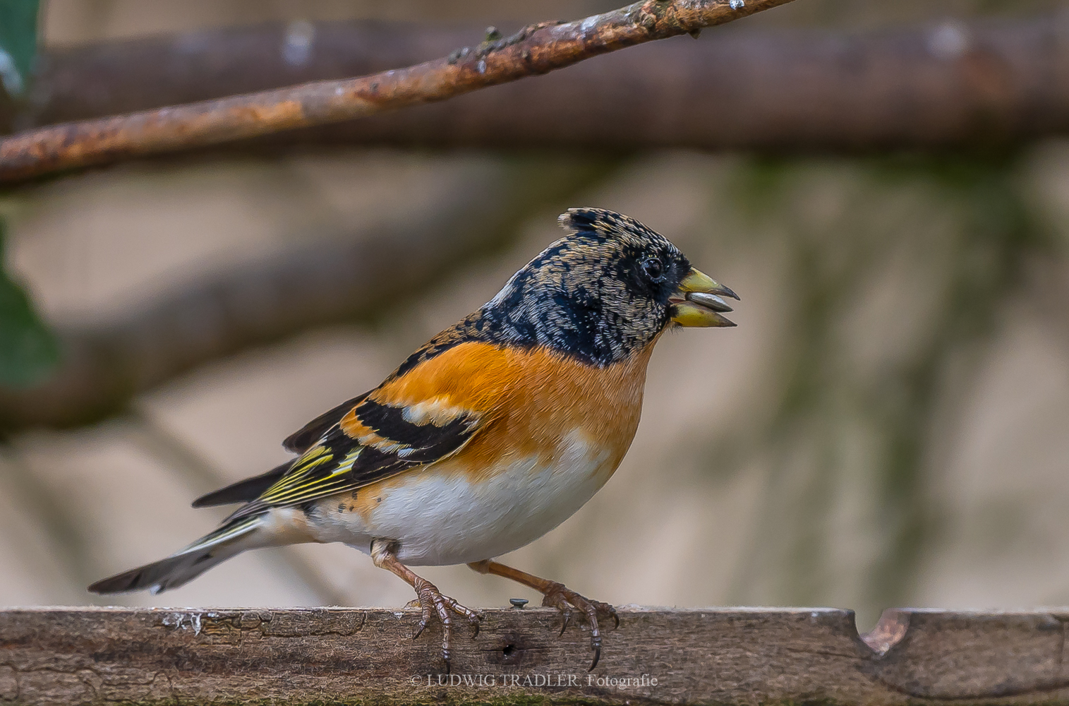 Z6I_8351 Bergfink Männchen Foto & Bild | tiere, wildlife, winter Bilder ...