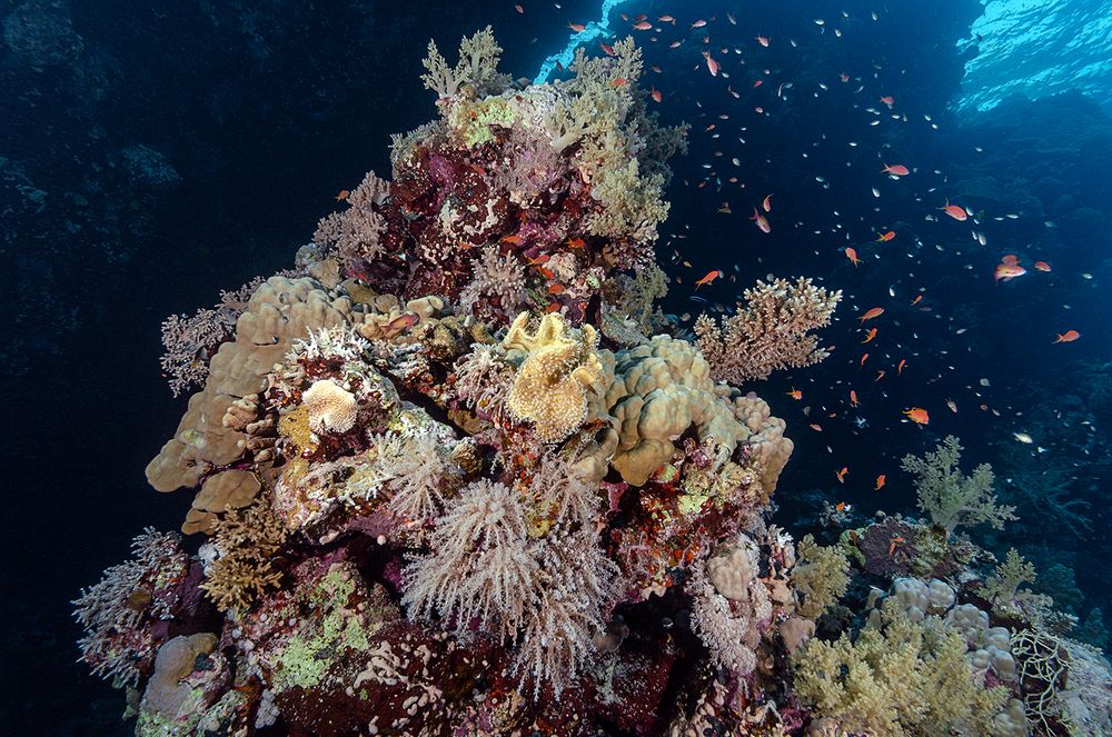 Zabargad Island Foto & Bild | world, sea, meer Bilder auf fotocommunity