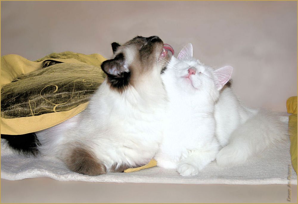 ~~ Zärtliche Liebe ~~ Foto & Bild | tiere, haustiere, katzen Bilder auf ...