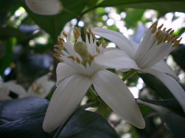 Zagare Foto % Immagini| piante, fiori e funghi, natura Foto su ...