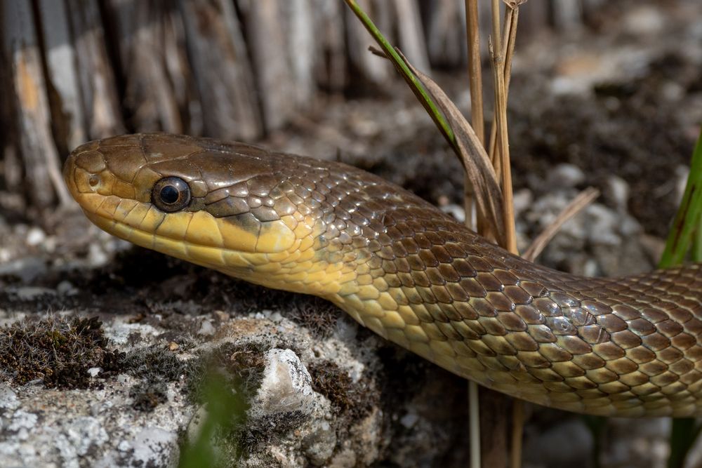 Zamenis longissimus Foto & Bild | deutschland, europe, bayern Bilder ...