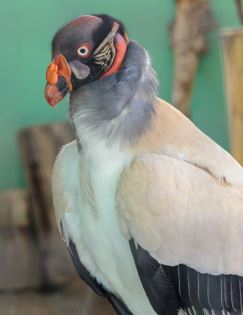 ZAMURO REY (Sarcoramphus papa) Imagen & Foto | animales, aves, vida ...