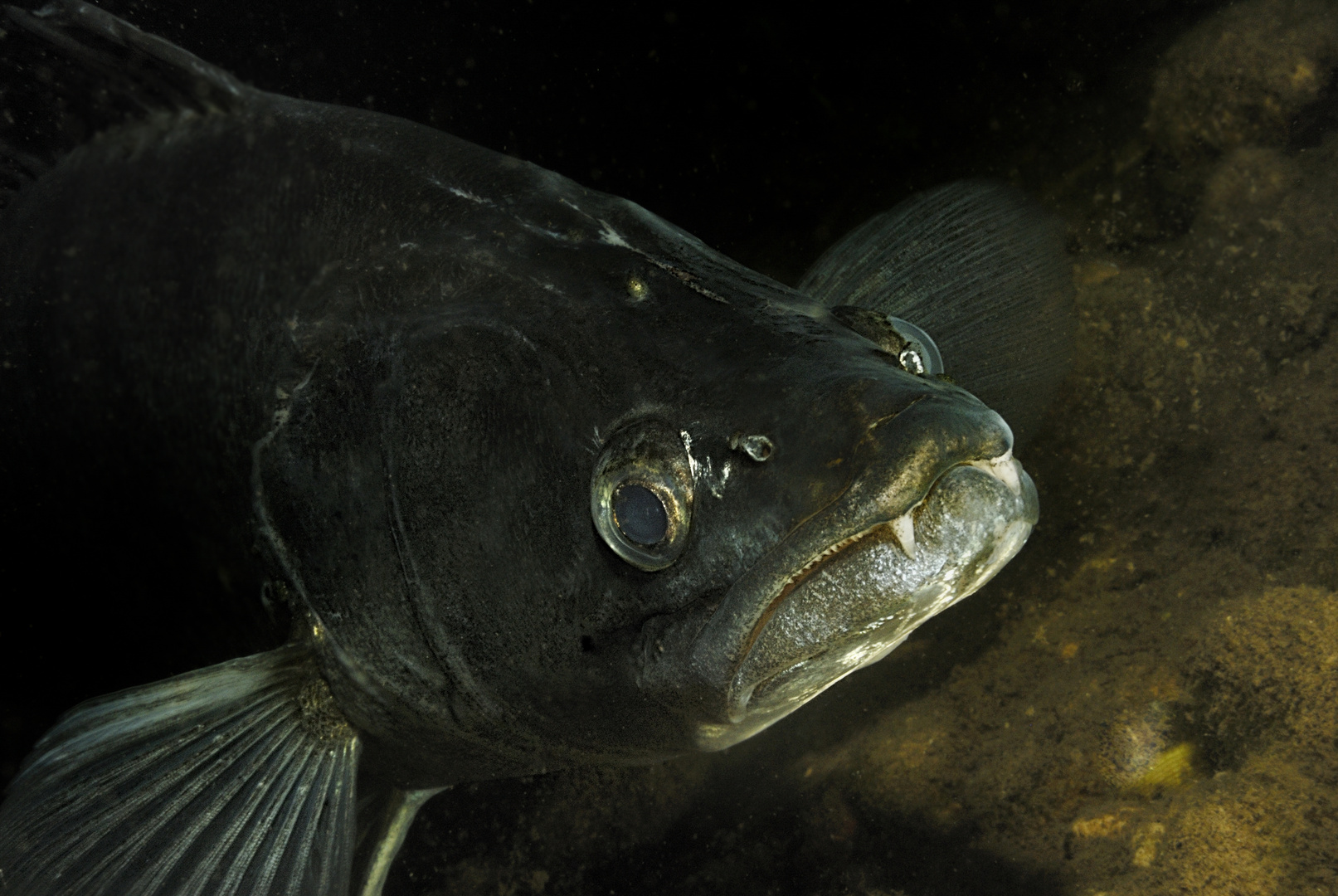 Zander Foto & Bild | natur, nahaufnahme, see Bilder auf fotocommunity