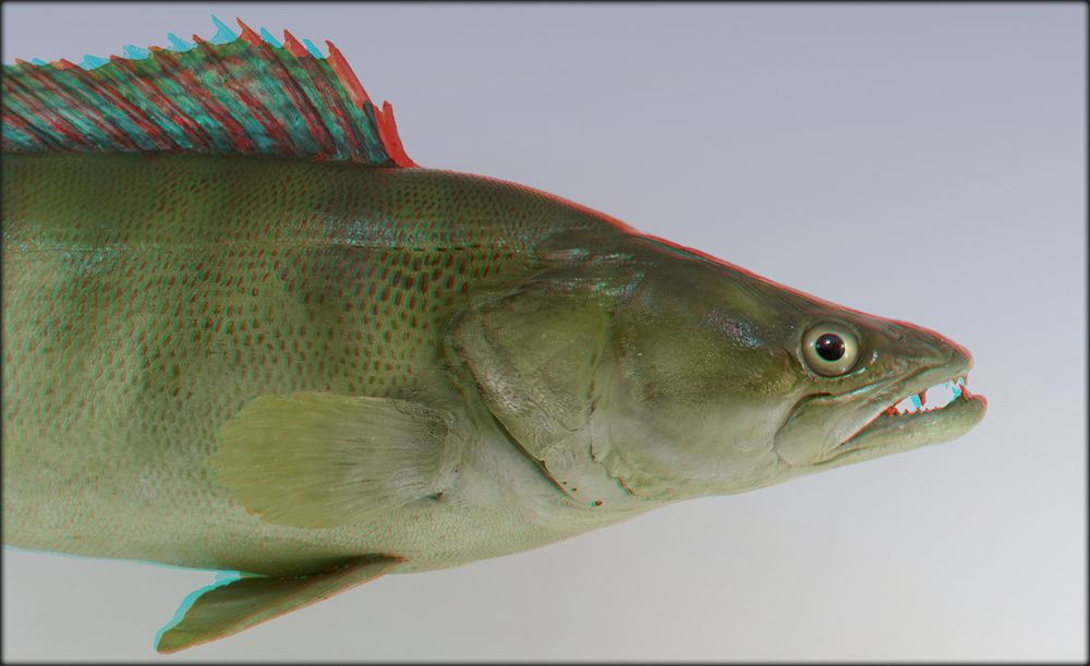 Zander (3D) Foto & Bild | spezial, 3d, anaglyphen Bilder auf fotocommunity