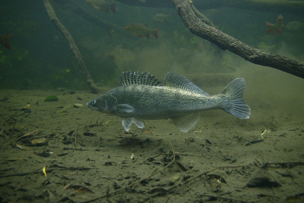 Zander Foto & Bild | tiere, wildlife, fische Bilder auf fotocommunity