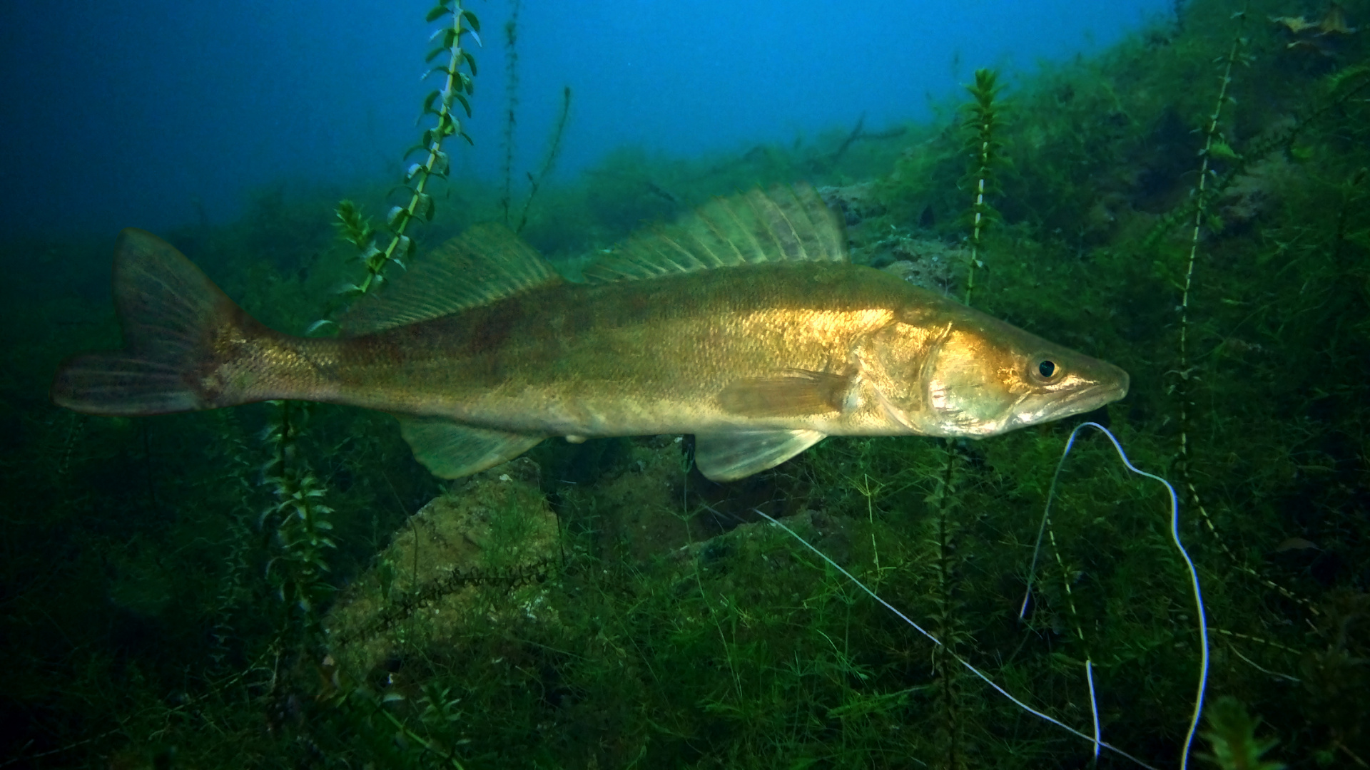 Zander im Tenderingssee Foto & Bild | natur-kreativ, natur Bilder auf ...