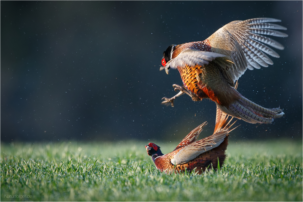 Zank Foto & Bild | tiere, wildlife, wild lebende vögel Bilder auf ...