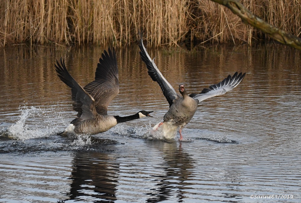 Zank- Gänse Foto & Bild | tiere, wildlife, wild lebende vögel Bilder ...
