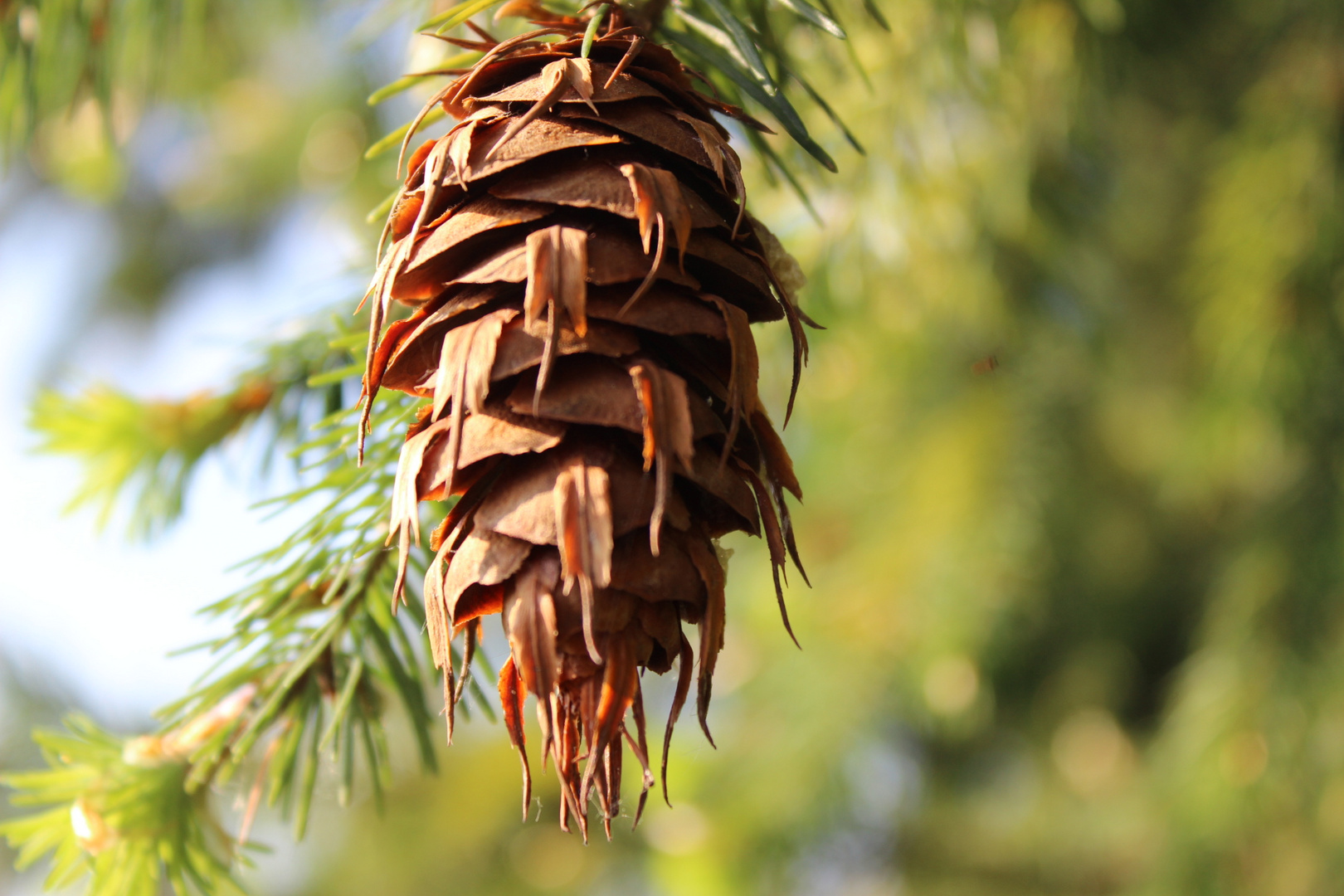 Zapfen Foto & Bild | Öffentlich, natur Bilder auf fotocommunity