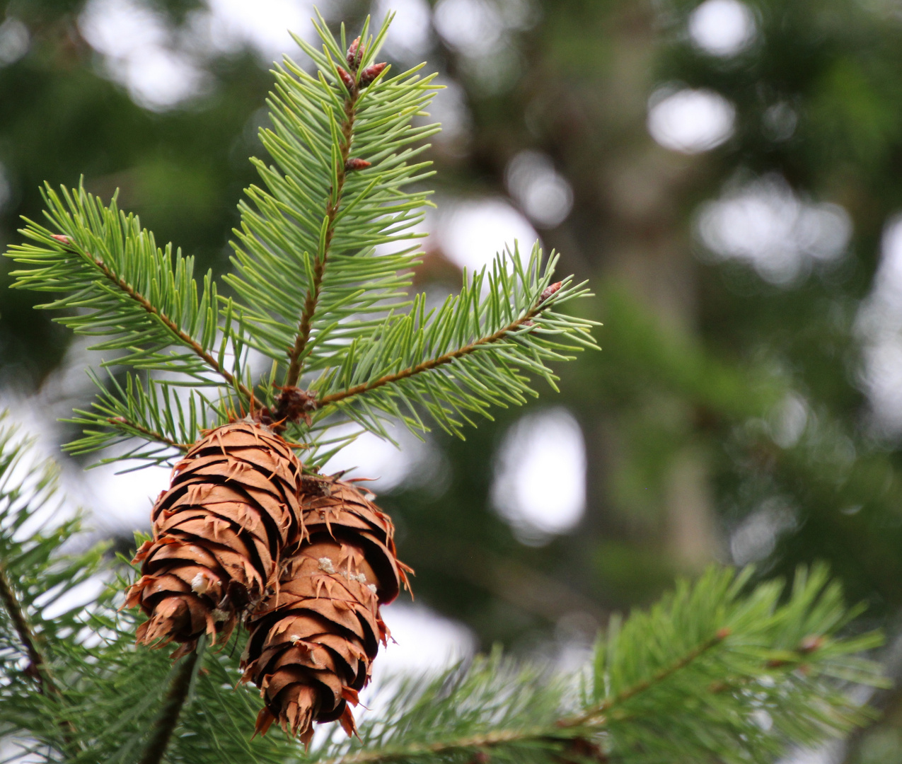 Zapfen ... Foto & Bild | landschaften, outdoor, bäume Bilder auf ...