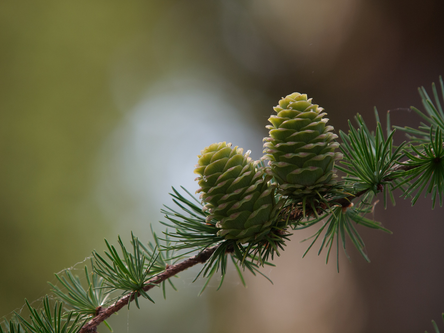Zapfen Foto & Bild | pflanzen, pilze & flechten, bäume, blatt & blüte ...