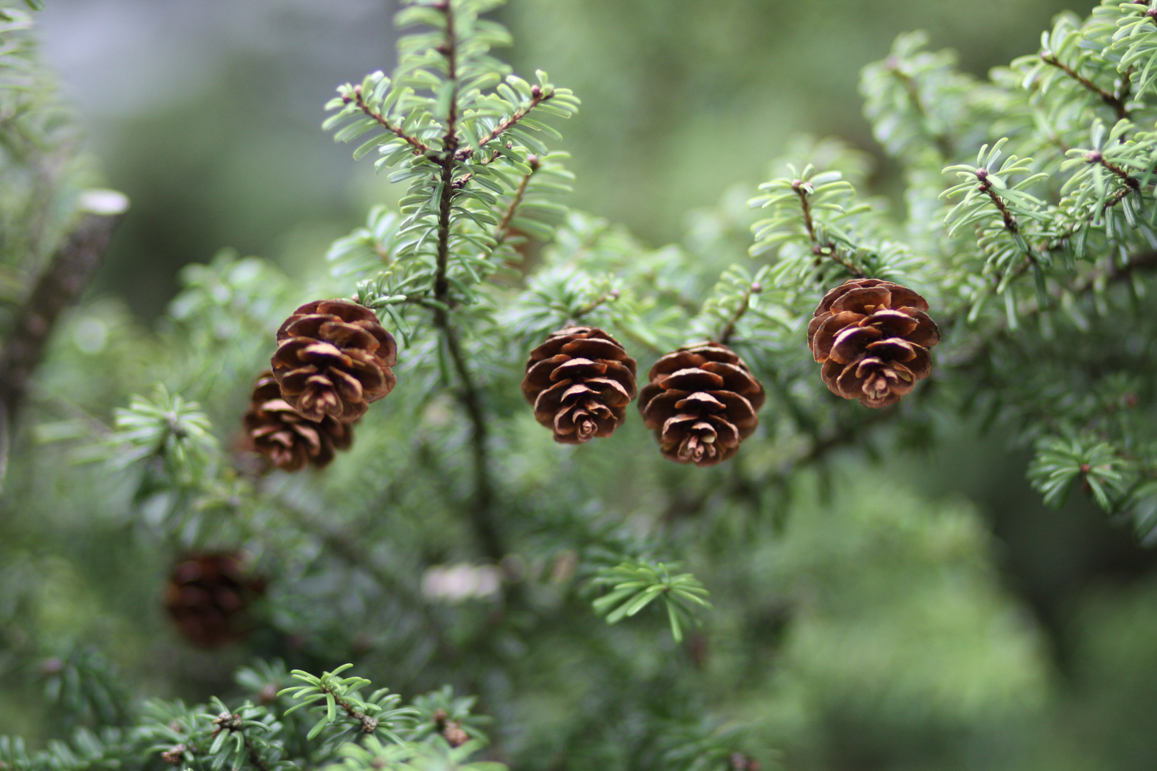 Zapfen Foto & Bild | pflanzen, pilze & flechten, bäume, nadelbäume ...