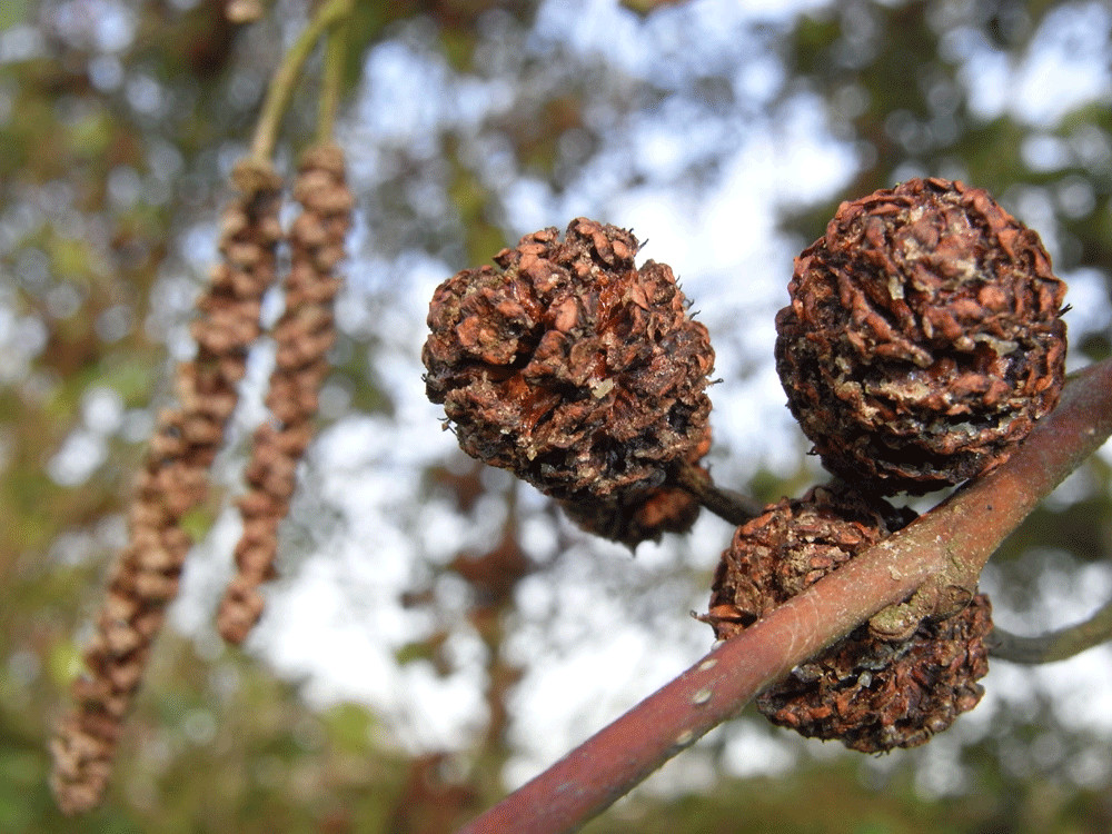 Zapfen Foto & Bild | pflanzen, pilze & flechten, früchte und beeren ...