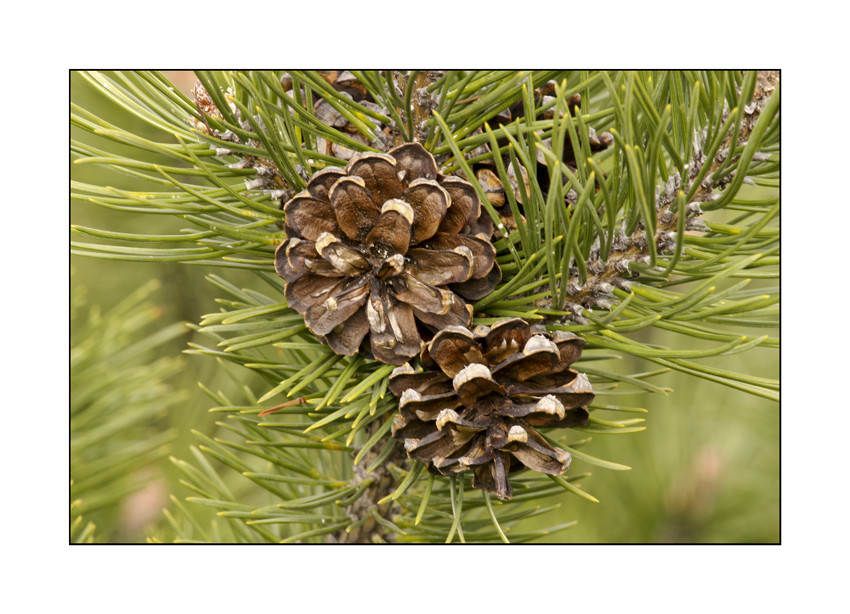 Zapfen Foto & Bild | pflanzen, pilze & flechten, bäume, blatt & blüte ...
