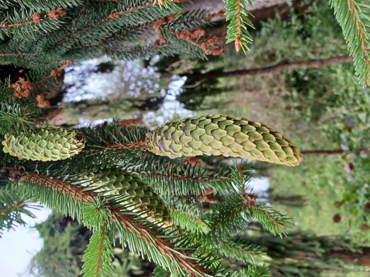 Zapfen Foto & Bild | bäume, natur, pflanzen Bilder auf fotocommunity