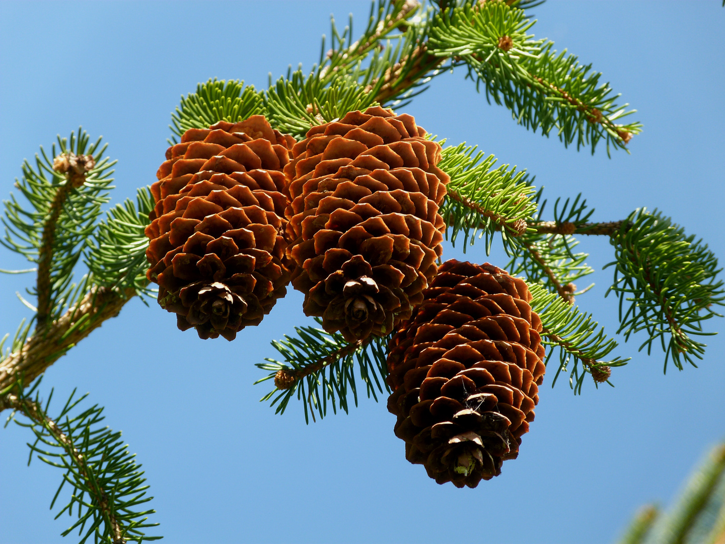 Zapfen Foto & Bild | archiv projekte naturchannel, monatswettbewerbe ...